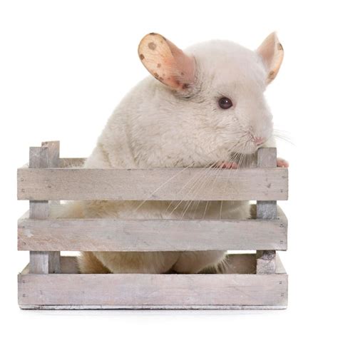 Premium Photo Close Up Of Mouse In Cart Against White Background