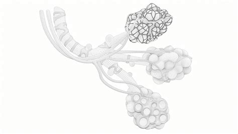 Realistic Human Bronchi Alveoli Anatomy 3d Model By Zames1992d