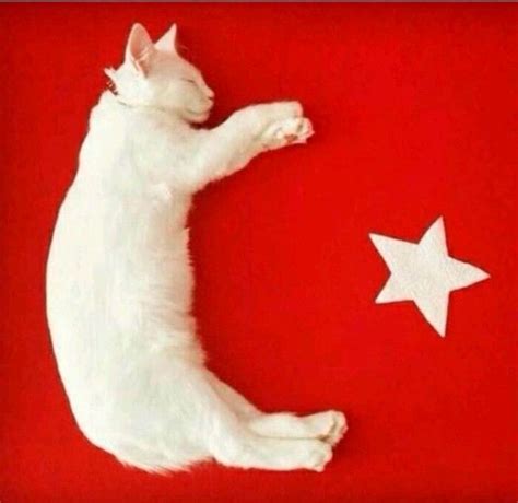 Simge Tasdemir On Linkedin Happy Republic Day Turkey
