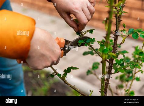 Spring Pruning Of Tree Branches And Shrubs Female Hands In White Gloves With An Orange Pruner