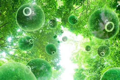 How Much Oxygen Does One Tree Produce