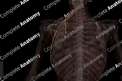 supraclavicular branches of brachial plexus left complete anatomy