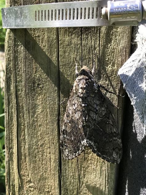 Pawpaw Sphinx Black Gray And White Moth Dolba Hyloeus Morgan County