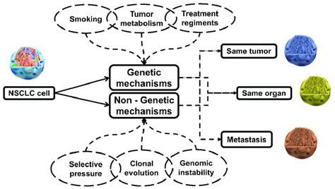 Schematic Representation Of Intratumoral Heterogeneity Mechanisms And