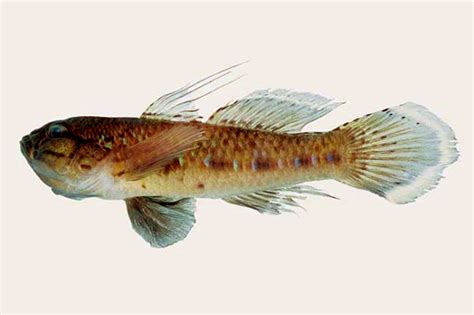 Acentrogobius