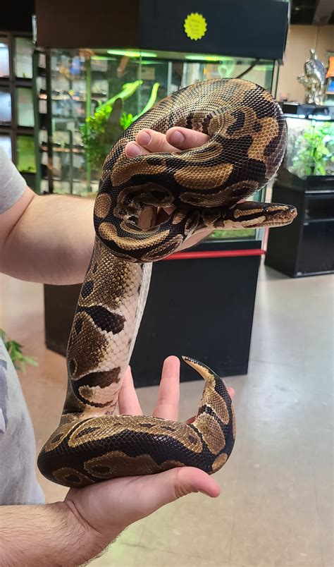 Adopted Python Regius Ball Python Mug Root Beer 2 3yrs