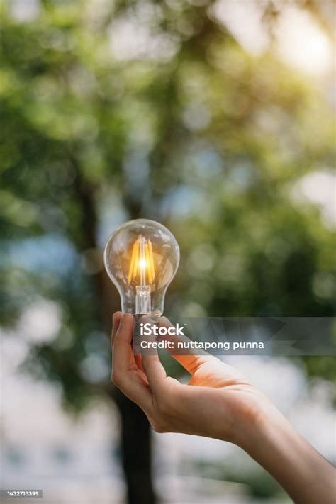 緑色の背景の電球を手に持ちます自然界のアイデア太陽エネルギー カラー画像のストックフォトや画像を多数ご用意 カラー画像 コンセプト