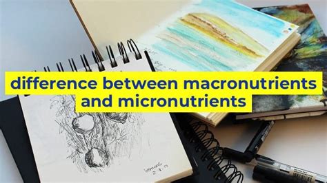 Difference Between Macronutrients And Micronutrients Sinaumedia