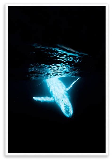 Abyss Local And Yonder