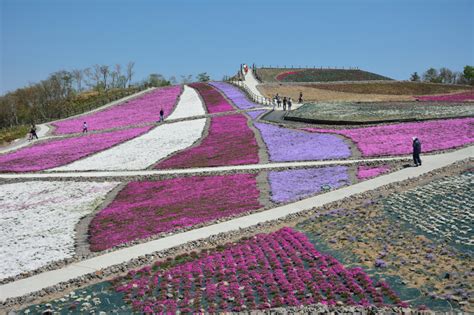 茶臼山高原 芝桜 with Pictures