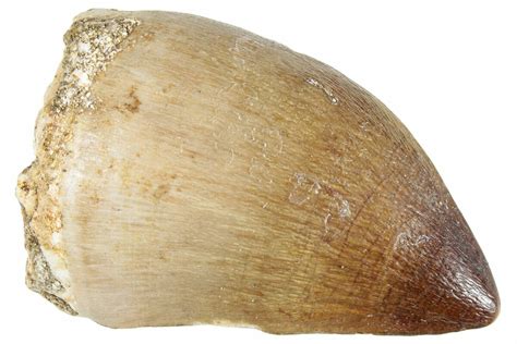1 6 Fossil Mosasaur Prognathodon Tooth Morocco 286287 For Sale