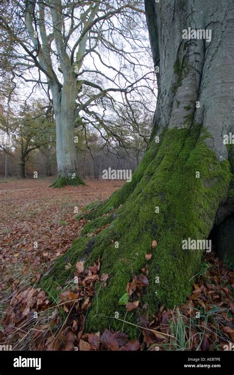 Tree Trunks And Roots Stock Photo Alamy