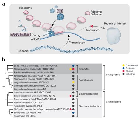 Synthetic Srnas To Knockdown Genes In Medical Eurekalert