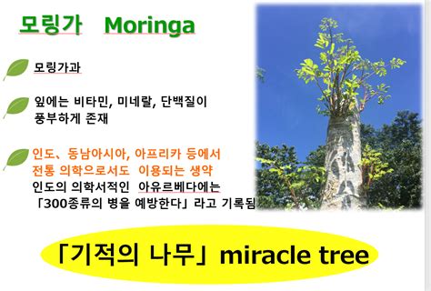 파마푸드코리아 제품소개 기능성식품원료 모링가 Moringa