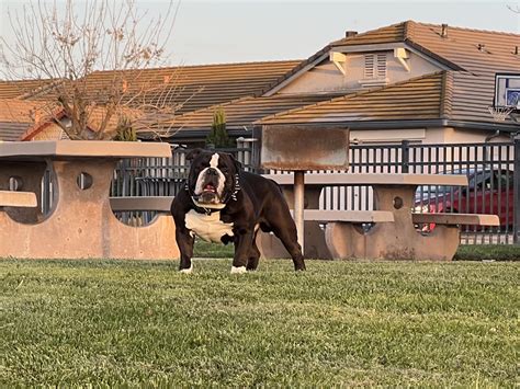 My Buff Boy Ramericanbully
