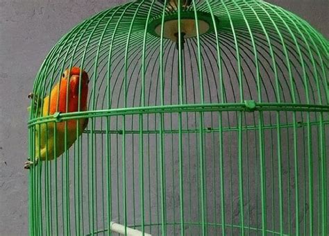 Cara Mengatasi Lovebird Tidak Ngekek Di Gantangan Kicaumania Net