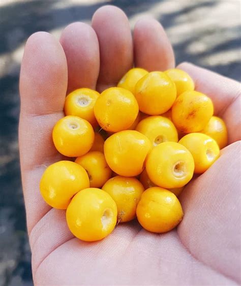 Que Son Los Nanches Nanche Características Hábitat Propiedades