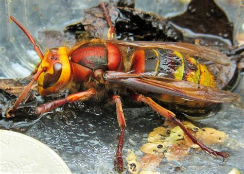 Bug Mad Girl Queen Hornet