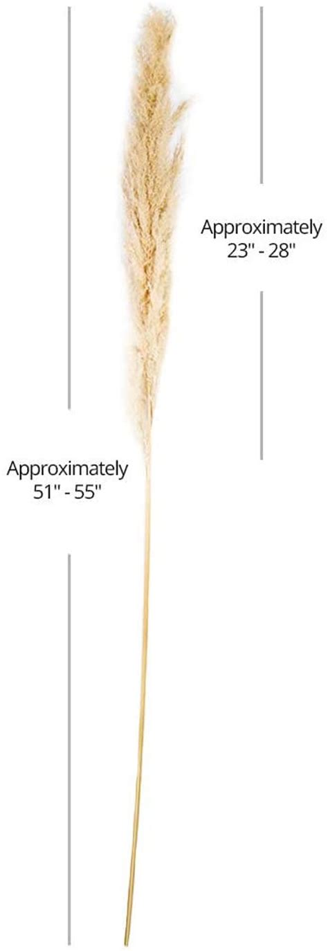 4 Dried Pampass Grass Naturalgolden 3 Stems Style 1 Etsy