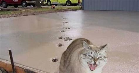 Pure Evil Imgur