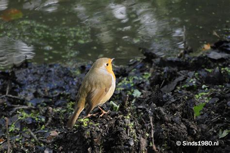 Roodborst Sinds Nl