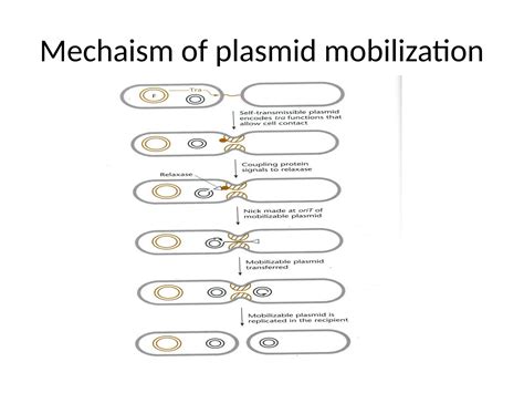 Transformation Conjugation And Transduction Pptx