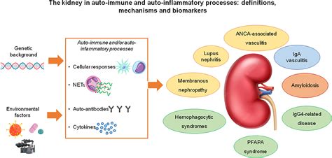 Renal Inflammatory Disease Reducing Inflammatory Markers In Chronic