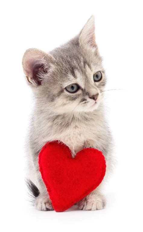Gatito Gris Hermoso Con El Corazón Fotos De Stock Descarga 104 Fotos Libres De Derechos