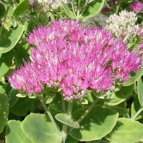 Sedum Spectabile Brilliant Yellow House Heritage Perennials
