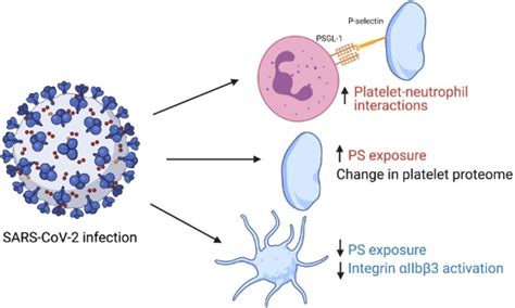 Study Explores The Effect Of Covid 19 On Platelet Function