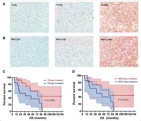 Survival Outcomes According To Excision Repair Cross Complementation