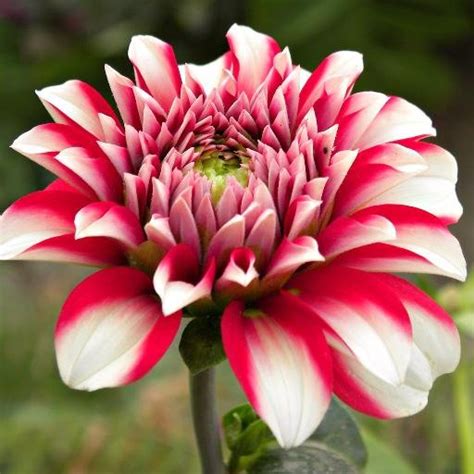 Maureen Lim Maureenisme Twitter