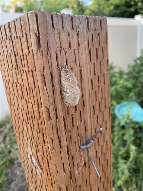 Is This A Praying Mantis Egg Sack In My Garden Rbiology