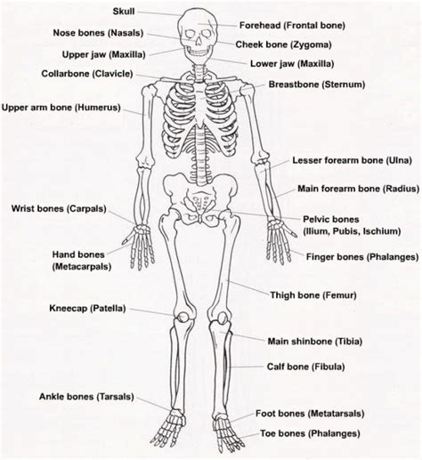 Diagram Of The Complete Skeletal System Without Labels The H