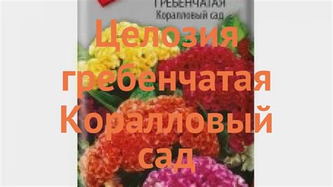 Целозия гребенчатая Коралловый сад 🌿 обзор: как сажать, семена целозии ...