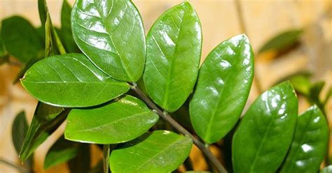 Zamioculcas O Pianta Di Padre Pio Coltivazione E Cura GreenStyle