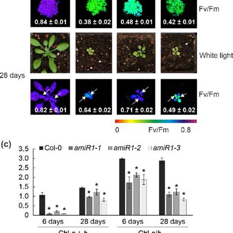 Phenotypic Analysis Of Mterf2 T DNA Insertion Mutants And Artificial Download Scientific