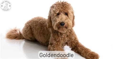 Goldendoodle Dog Breed Information Characteristics Daily Paws Atelier