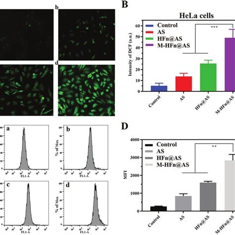 Characterizations A B TEM Images Of Disassembled M HFn With Urea And