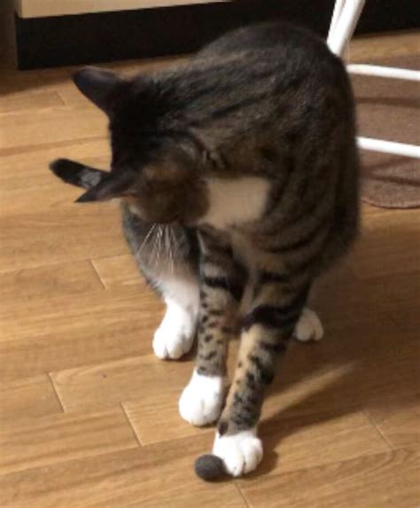 【超簡単】今すぐ試せる猫の0円手作りおもちゃ！｜にゃんこは我が子