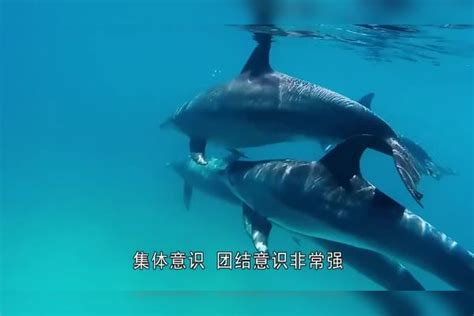 鲨鱼为什么不吃海豚？看完才知道，不是不想而是不敢吃