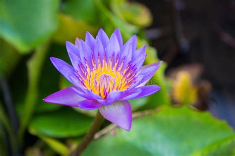Lotus Flower In Pond At Marina Bay Front Singapore Stock Image Image