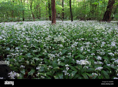 Ramsons Buckrams Wild Garlic Broad Leaved Garlic Wood Garlic Bear
