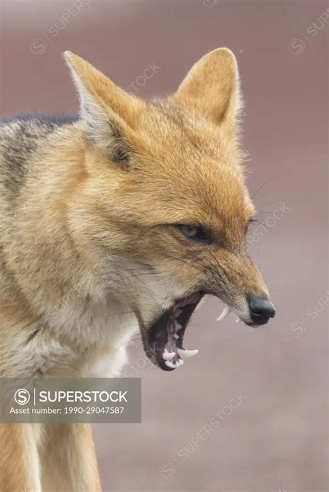 Andean Wolf
