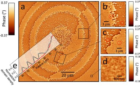 Magnetic Force Microscopy Investigation Of A Characteristic Ring