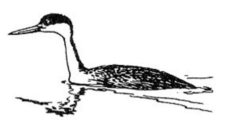 Free Picture Line Art Illustration Black And White Bird Illustration