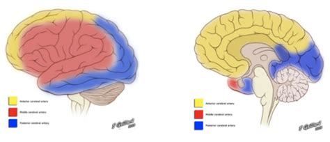 Motor Pathways Flashcards Quizlet