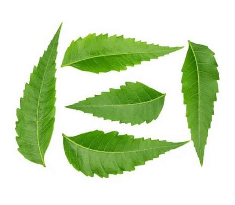 Green Fresh Neem Leaves Packaging Type Packet Grade A Grade At Rs