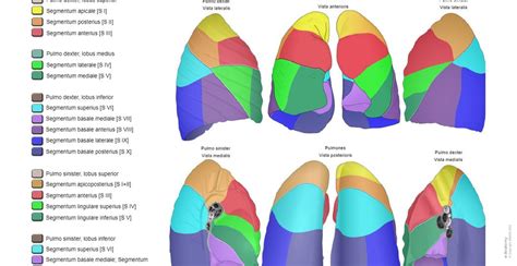 Anatomie Der Lunge Normale Anatomie E Anatomy
