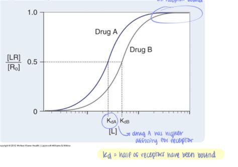 Pharmacodynamics Review Flashcards Quizlet